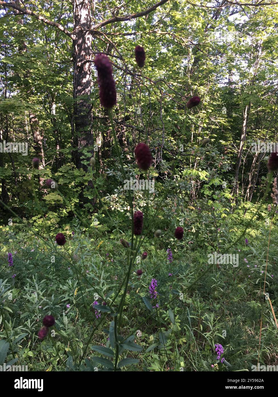 Great burnet (Sanguisorba officinalis) Plantae Stock Photo - Alamy