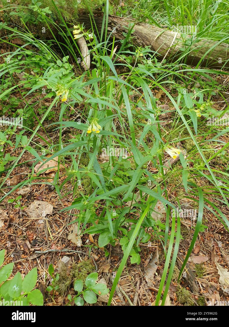 Common Cow-wheat (Melampyrum pratense) Plantae Stock Photo - Alamy