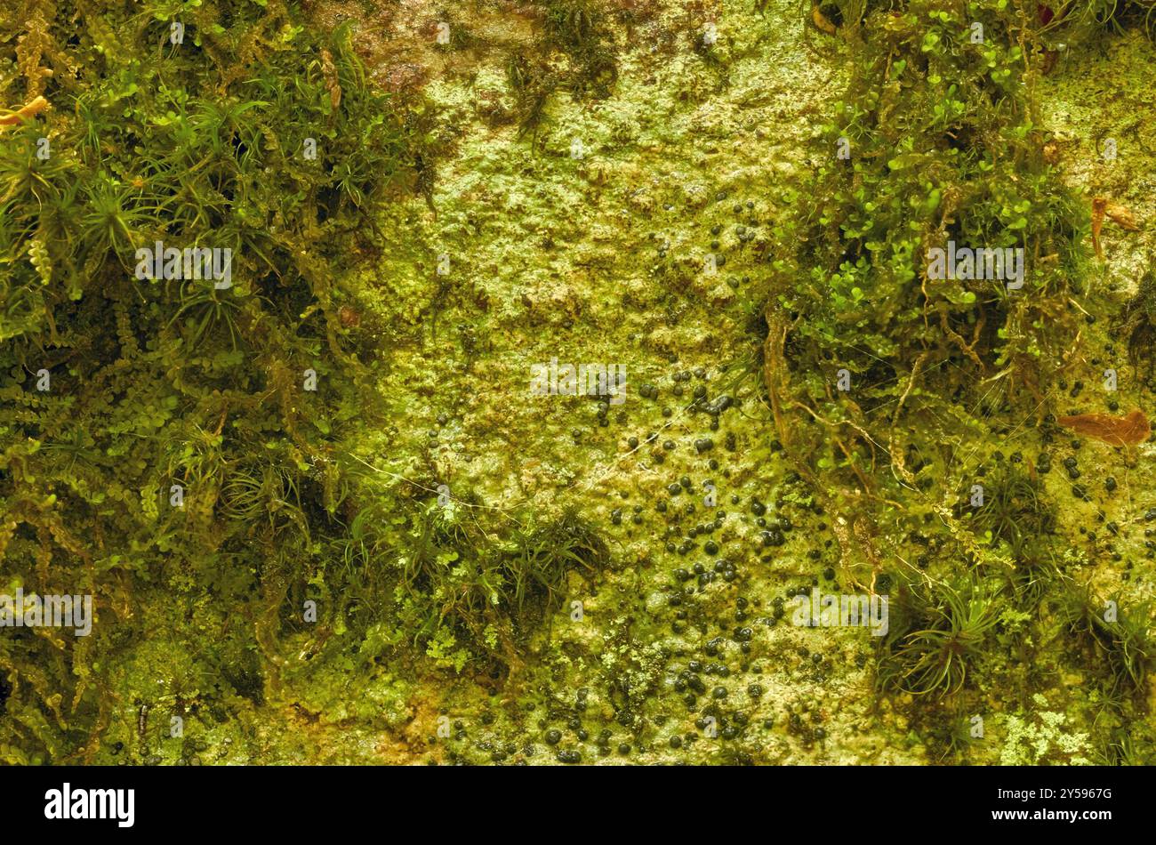 Dot Lichens (Bacidia) Fungi Stock Photo - Alamy