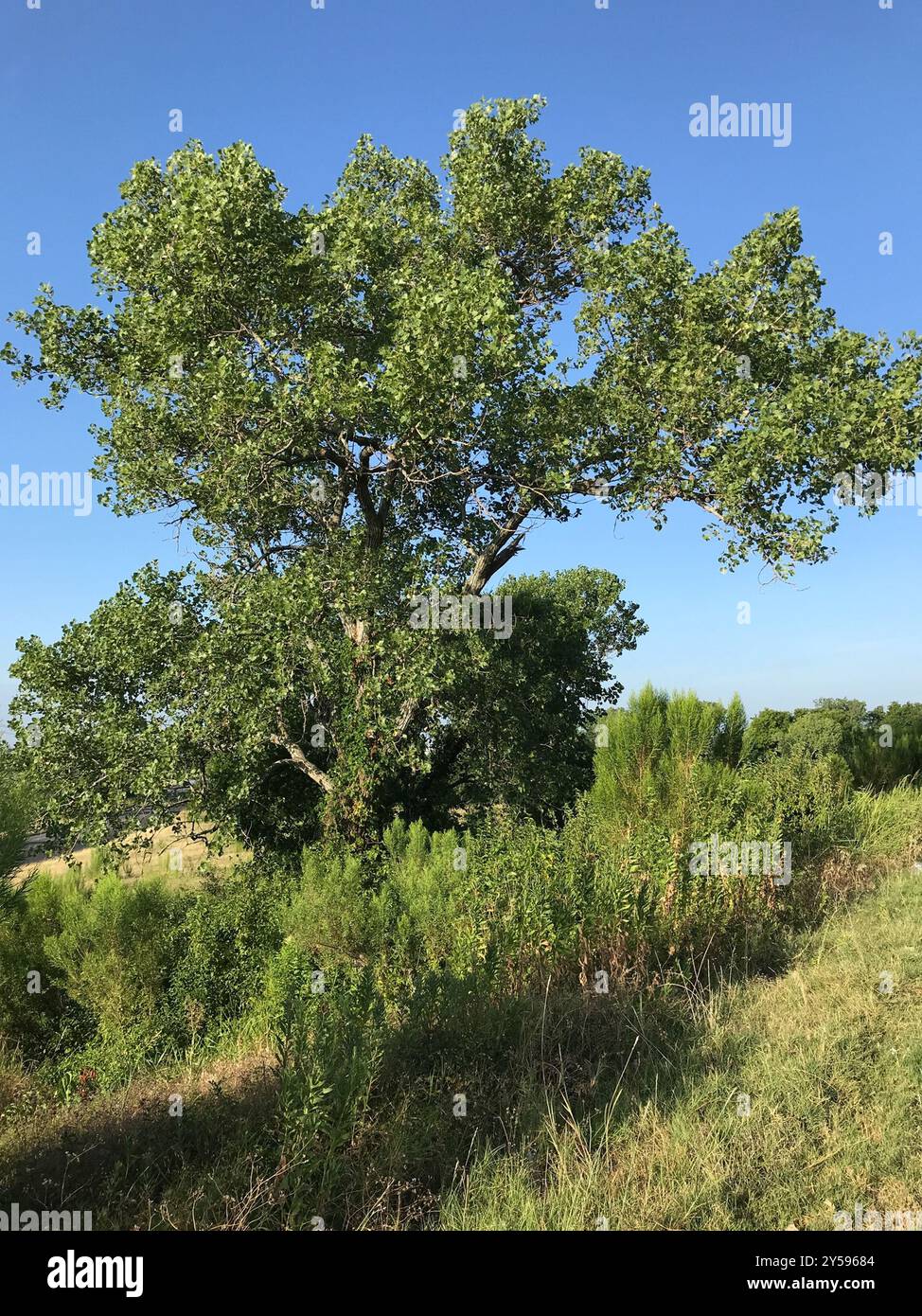 Eastern Cottonwood (Populus deltoides) Plantae Stock Photo - Alamy
