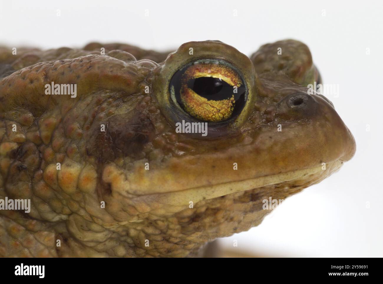Exposed head of a common toad in side view Stock Photo - Alamy