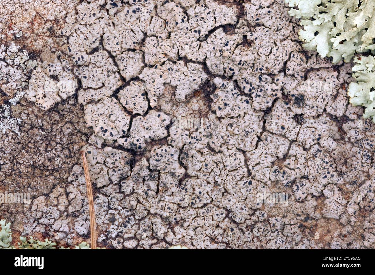 common lichens (Lecanoromycetes) Fungi Stock Photo - Alamy