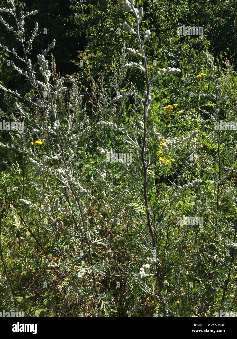 common mugwort (Artemisia vulgaris) Plantae Stock Photo - Alamy