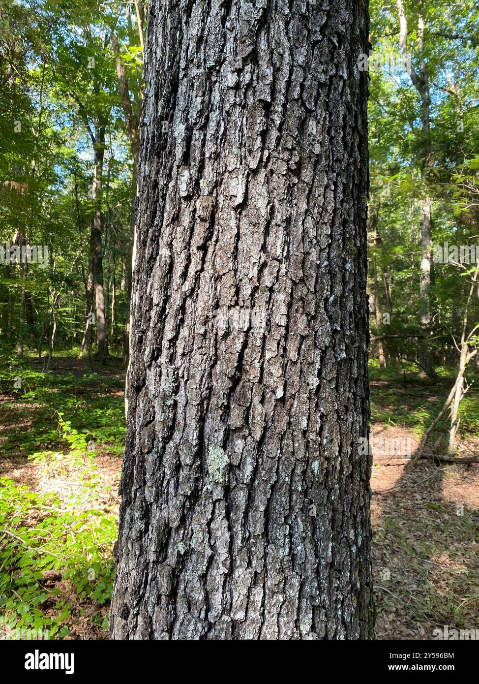 cherrybark oak (Quercus pagoda) Plantae Stock Photo - Alamy