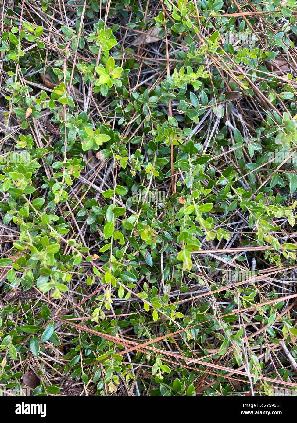 Creeping Blueberry (Vaccinium crassifolium) Plantae Stock Photo - Alamy