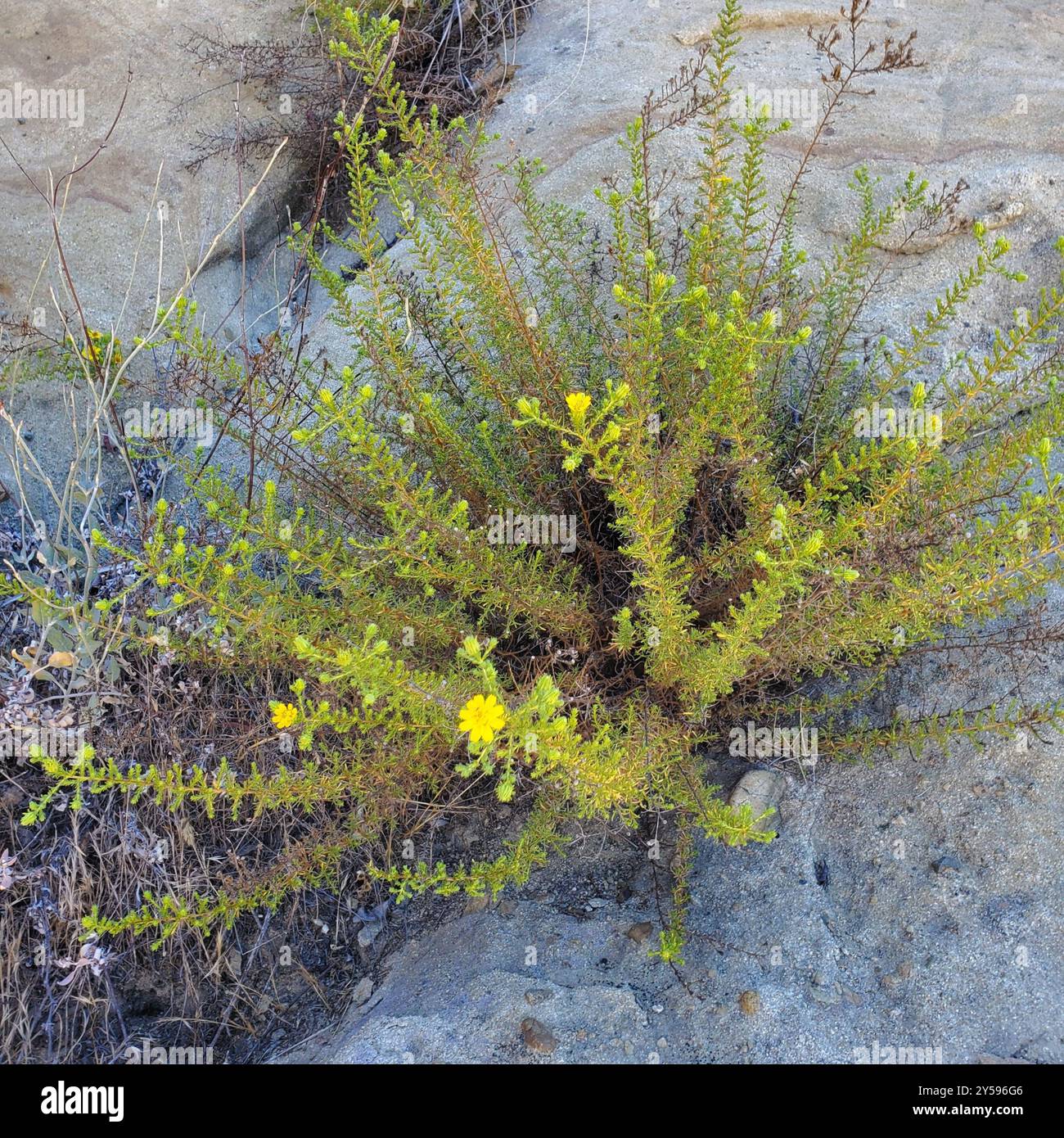 Santa Susana tarplant (Deinandra minthornii) Plantae Stock Photo - Alamy