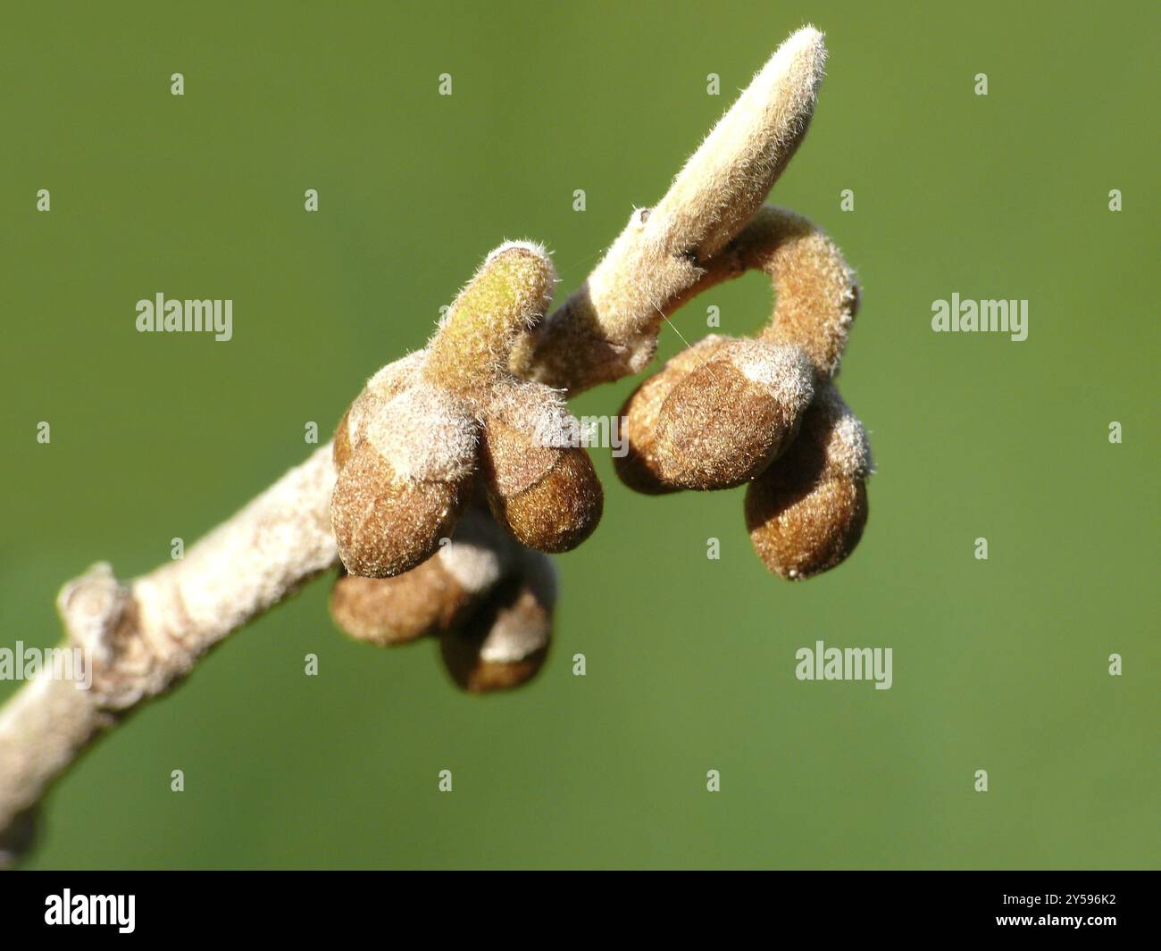 Witch hazel bud Stock Photo - Alamy