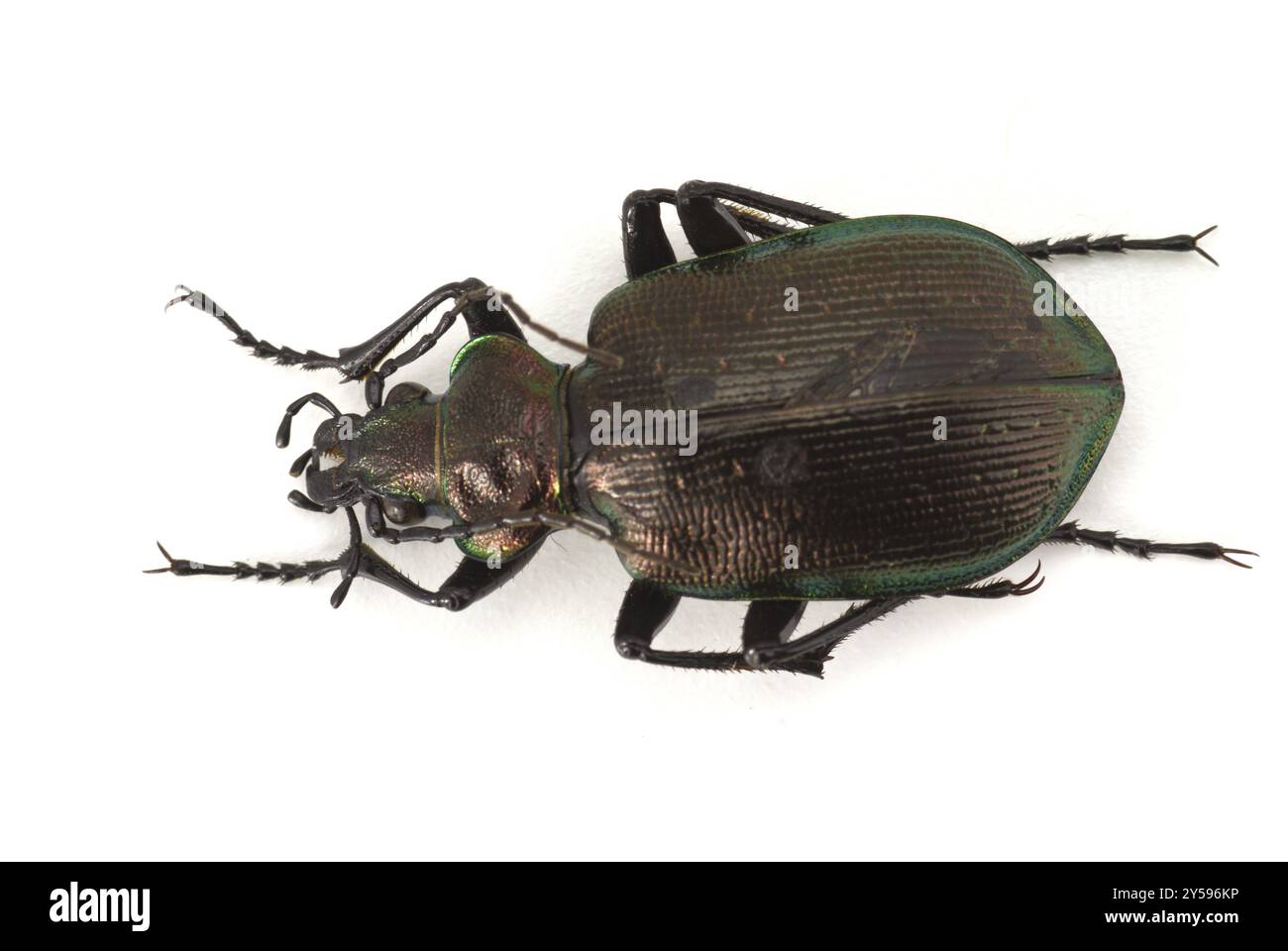 A Calosoma inquisitor from the ground beetle family cropped and in top ...