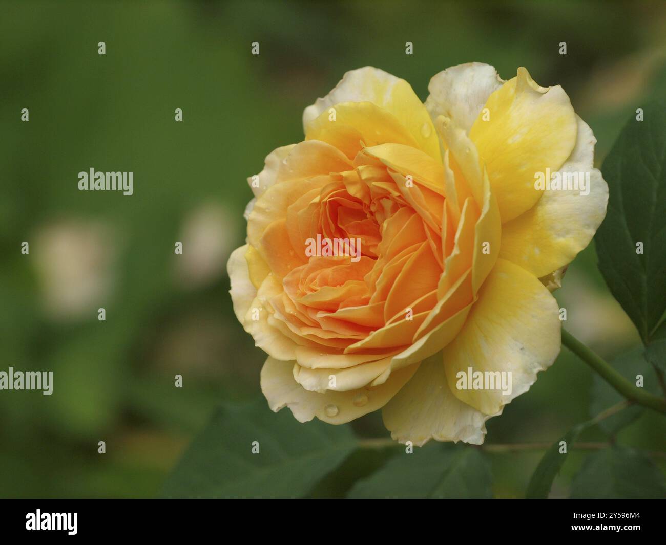 English roses hi-res stock photography and images - Alamy