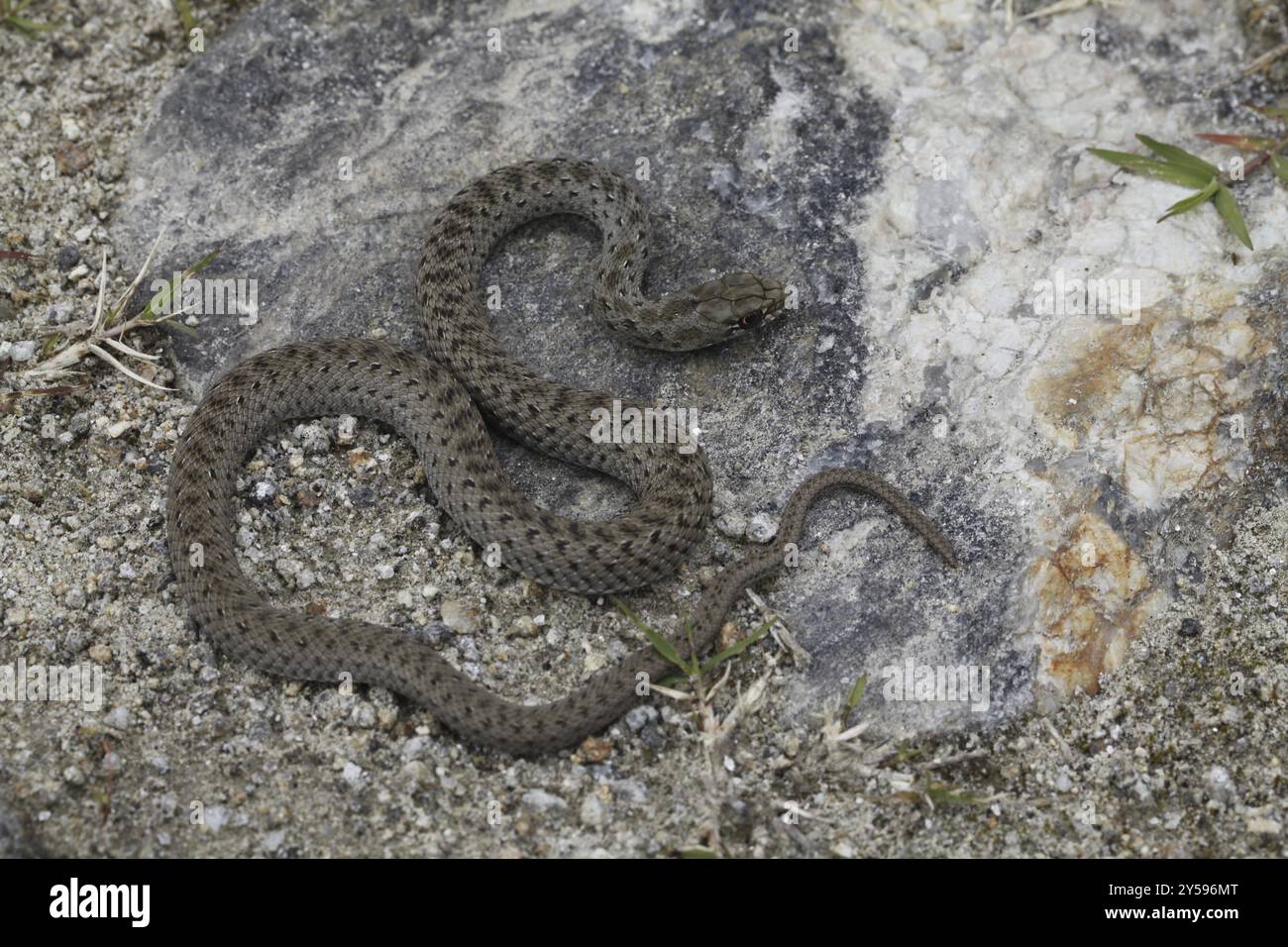 Lizard looking down hi-res stock photography and images - Alamy