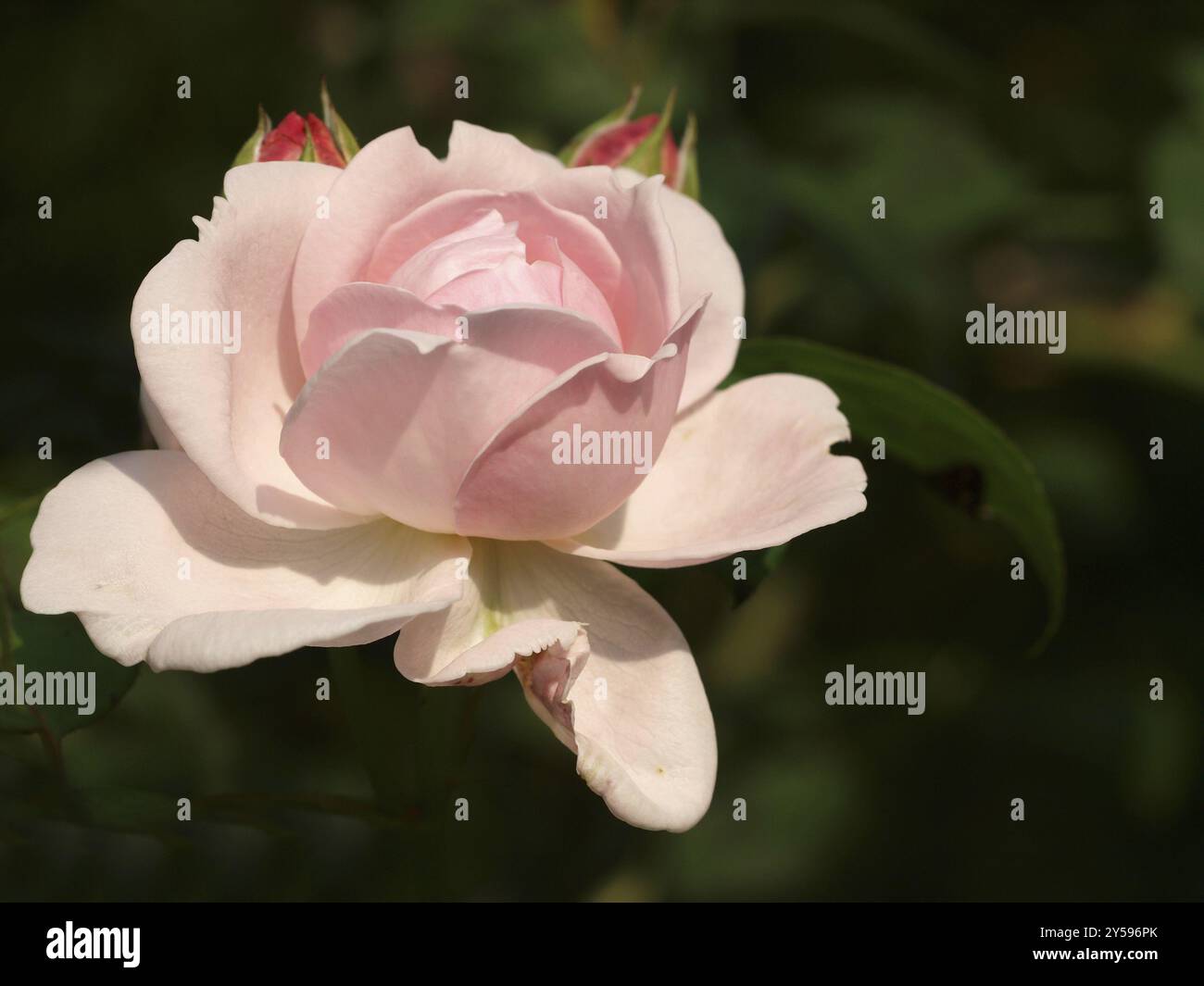 Floribunda shrub rose hi-res stock photography and images - Alamy