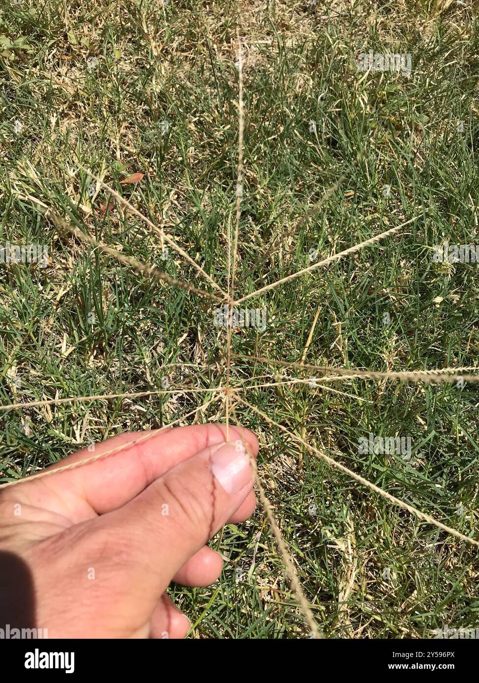 tumble windmillgrass (Chloris verticillata) Plantae Stock Photo - Alamy