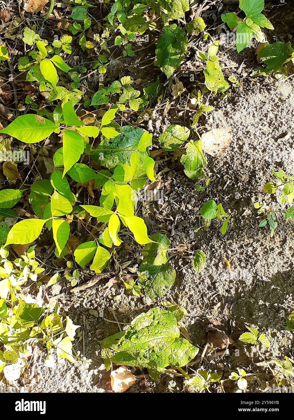 eastern poison ivy (Toxicodendron radicans) Plantae Stock Photo - Alamy