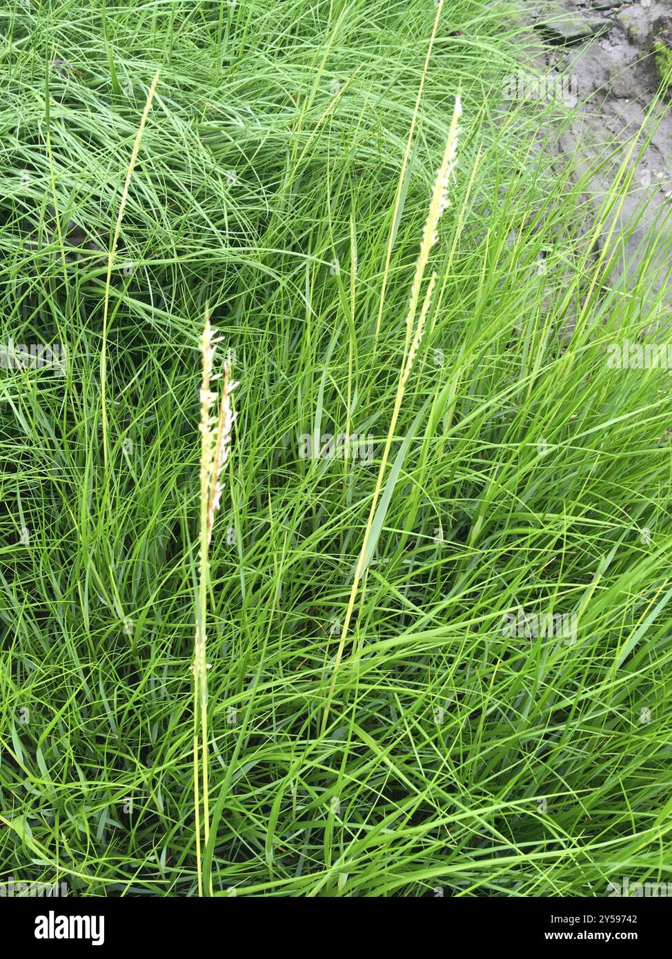 Saltmarsh Cordgrass (Sporobolus alterniflorus) Plantae Stock Photo - Alamy