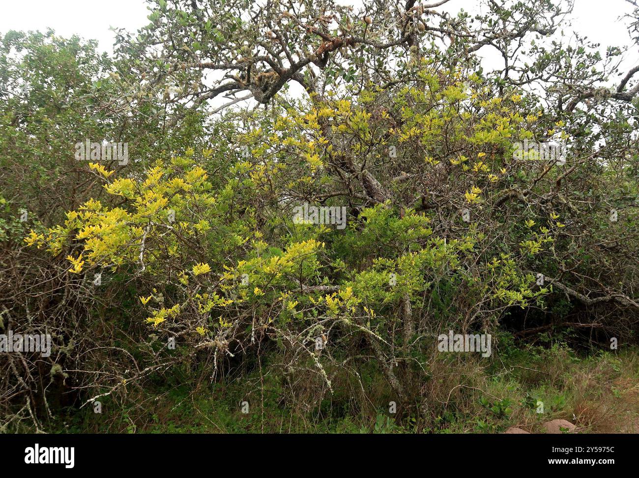Forest Knobwood (Zanthoxylum davyi) Plantae Stock Photo - Alamy