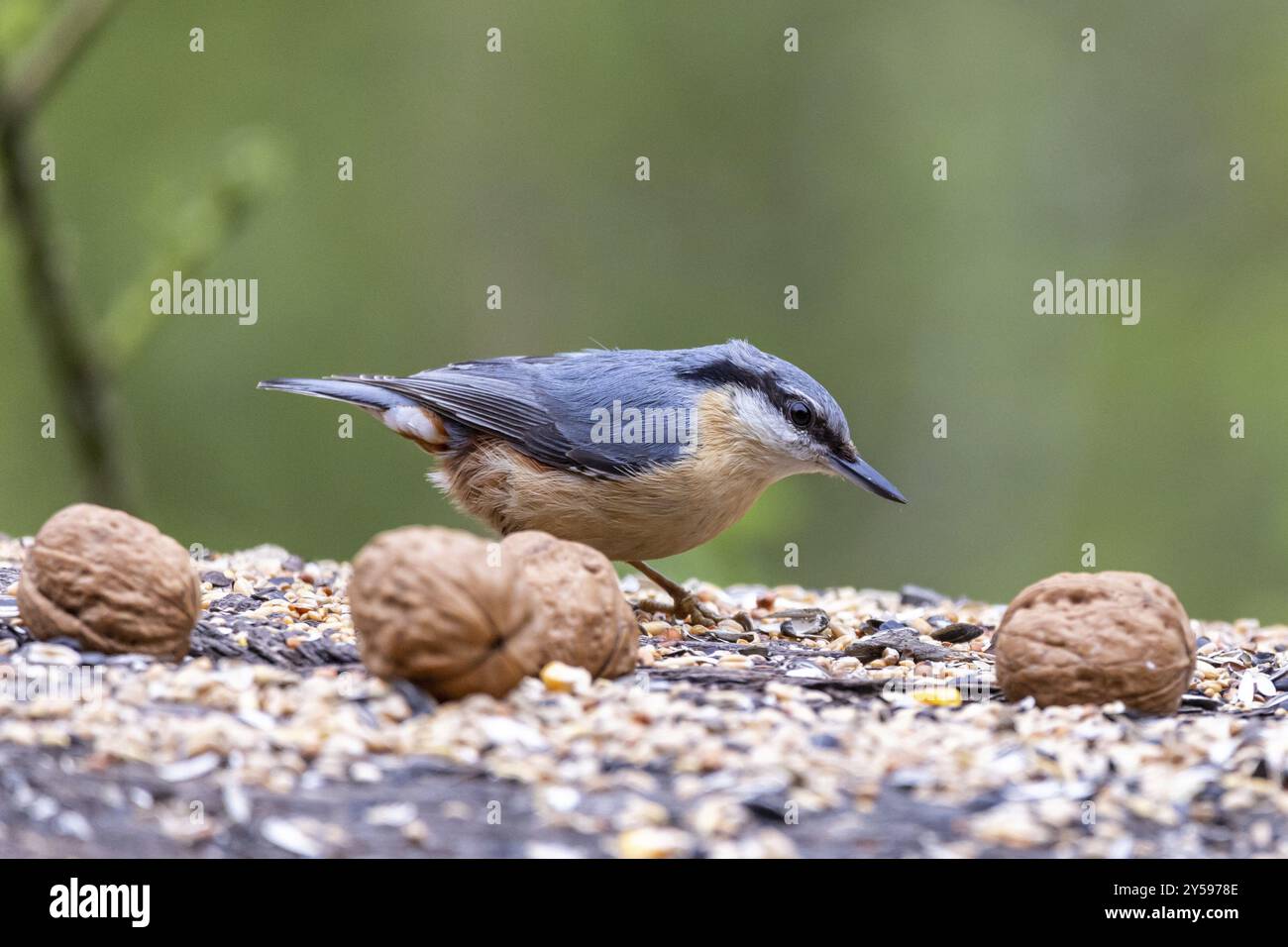 Feeding birds nuthatch Stock Photo - Alamy