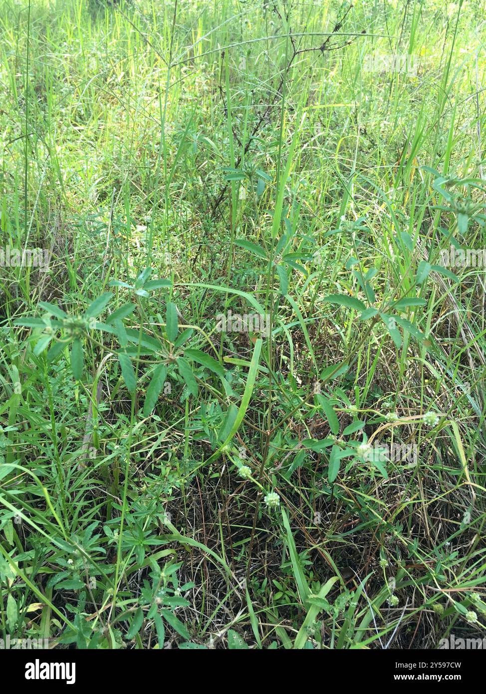 sand croton (Croton glandulosus septentrionalis) Plantae Stock Photo ...