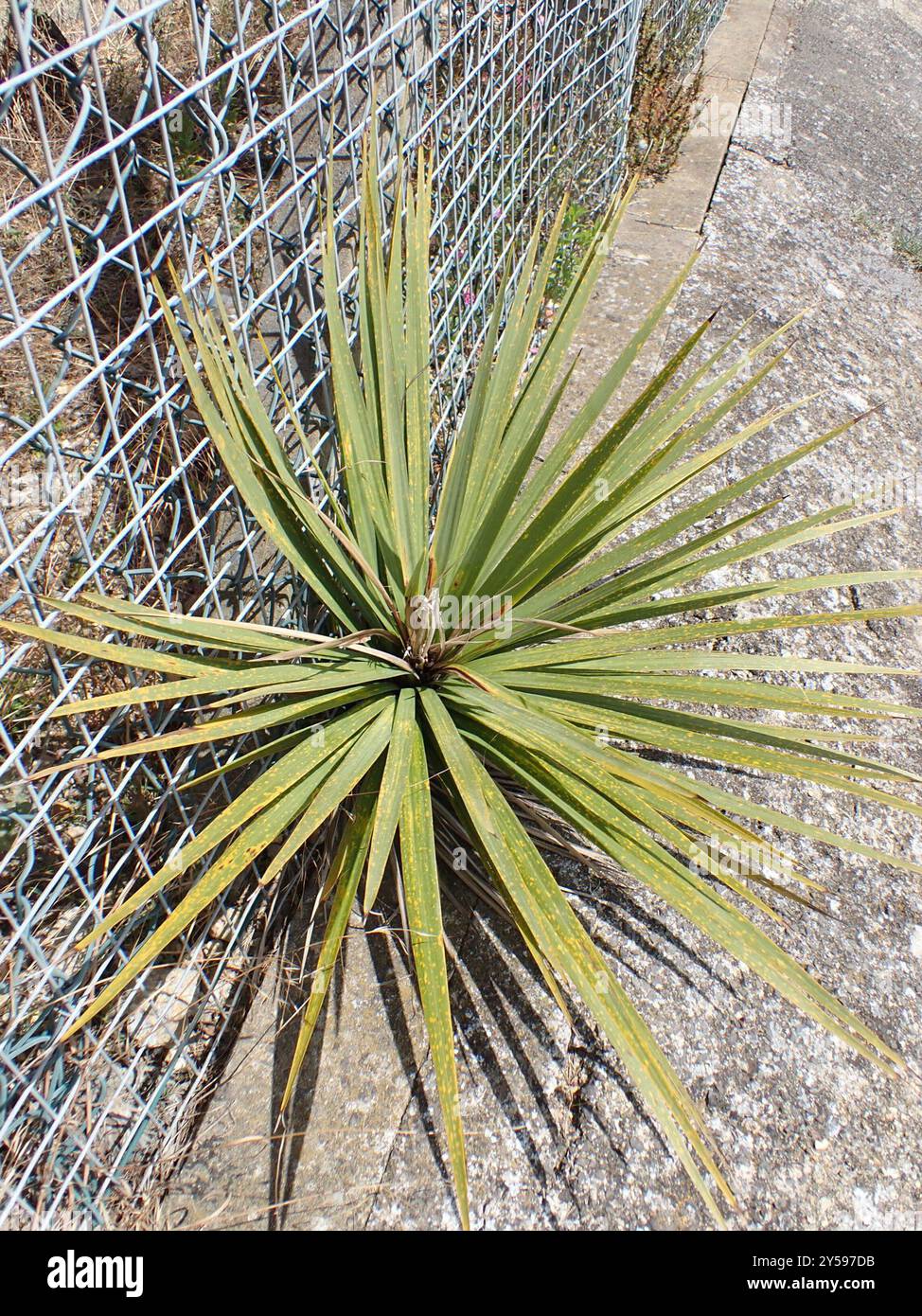 New Zealand cabbage tree (Cordyline australis) Plantae Stock Photo - Alamy