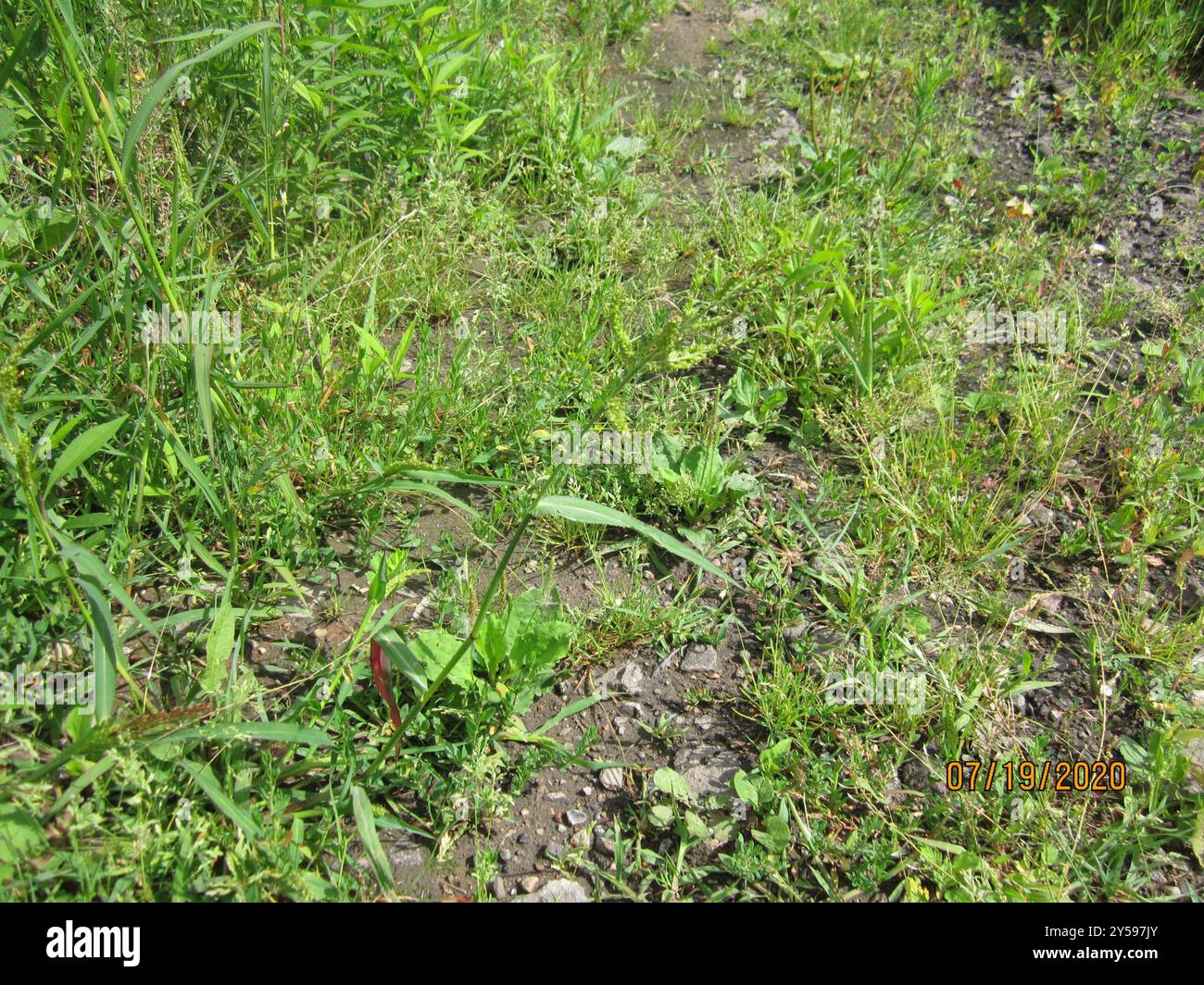 barnyardgrass (Echinochloa crus-galli) Plantae Stock Photo - Alamy