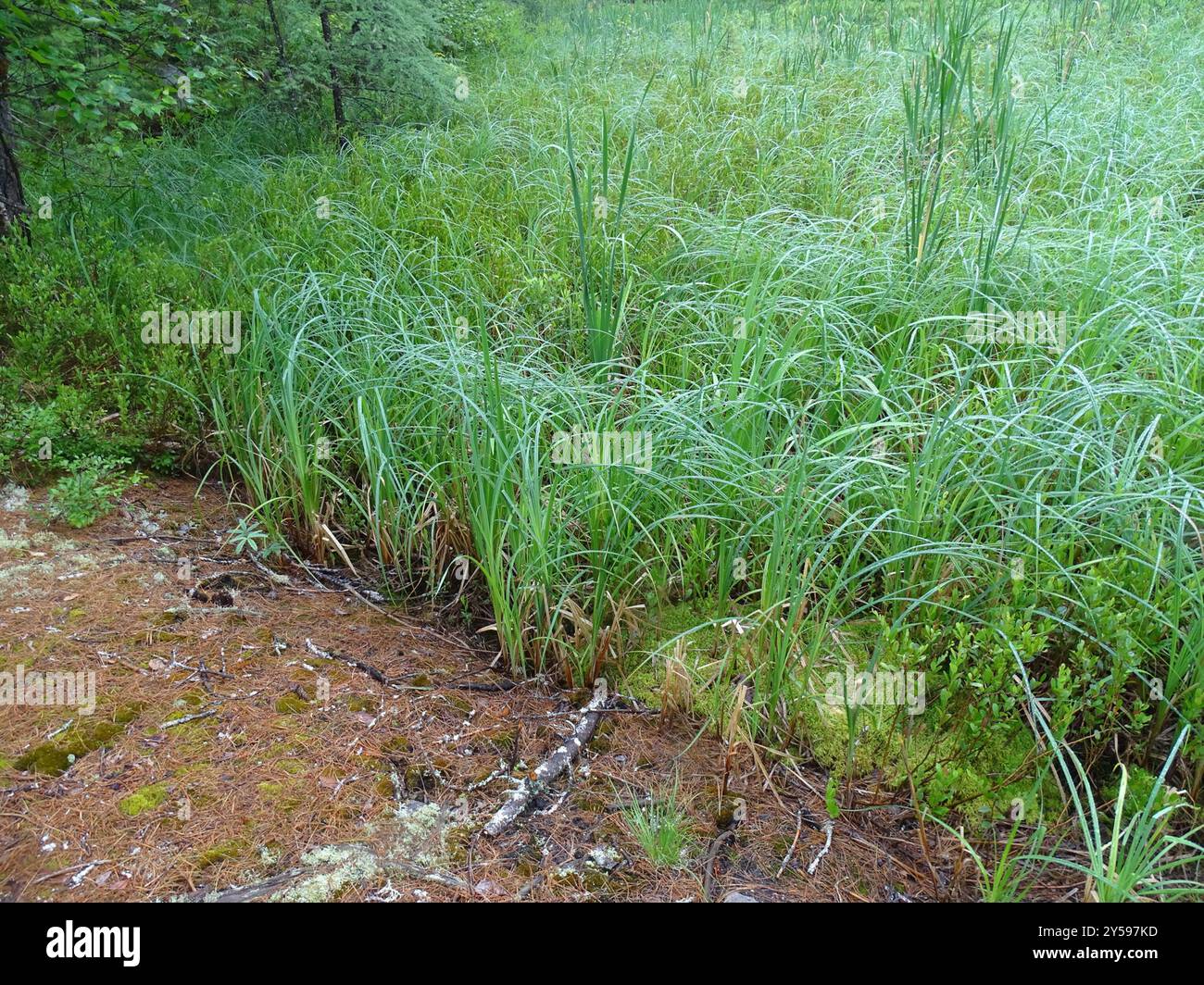 lake sedge (Carex lacustris) Plantae Stock Photo - Alamy