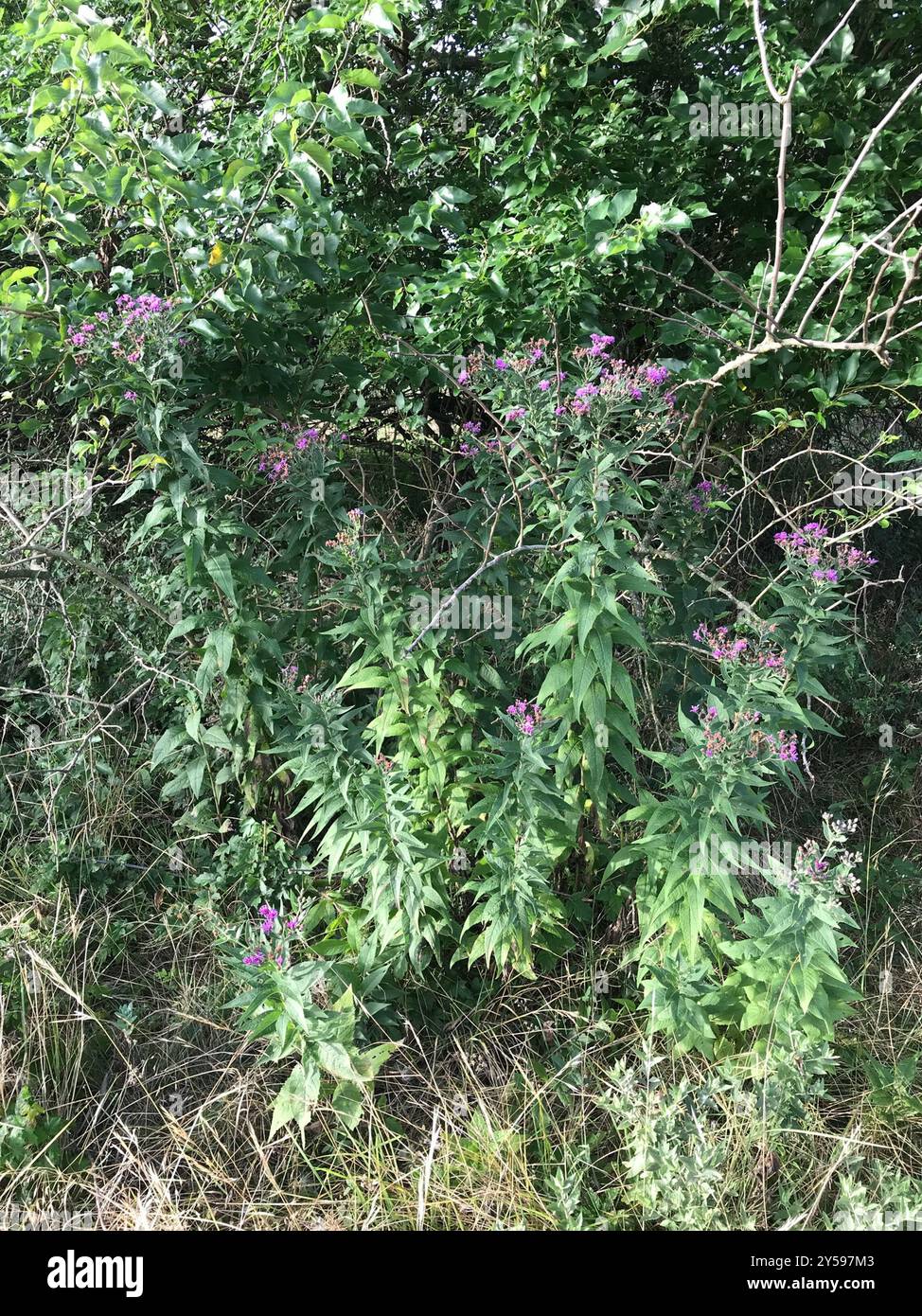 Western Ironweed (Vernonia baldwinii) Plantae Stock Photo - Alamy
