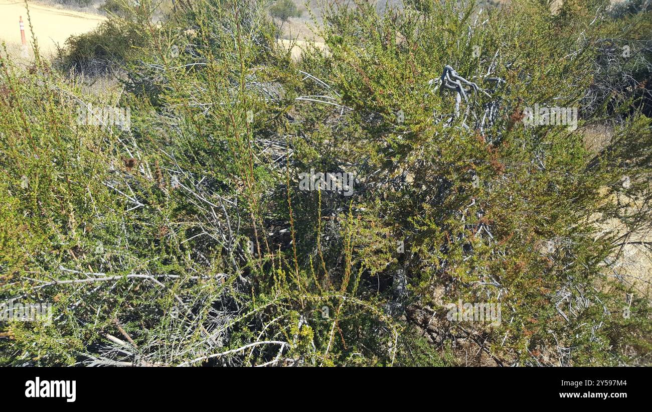 chamise (Adenostoma fasciculatum) Plantae Stock Photo - Alamy