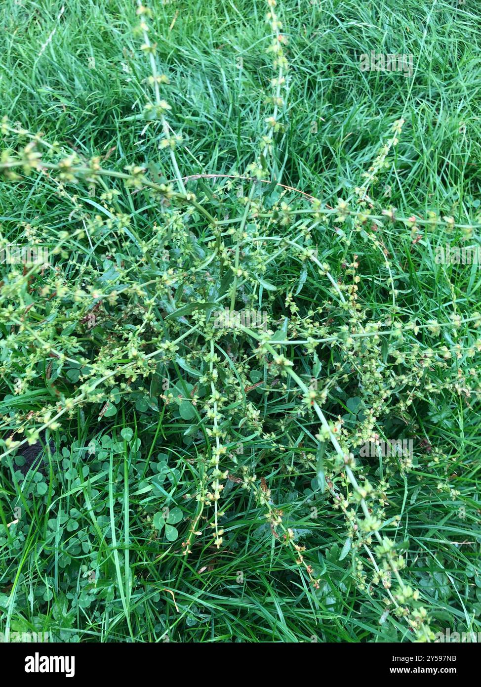 fiddle dock (Rumex pulcher) Plantae Stock Photo - Alamy