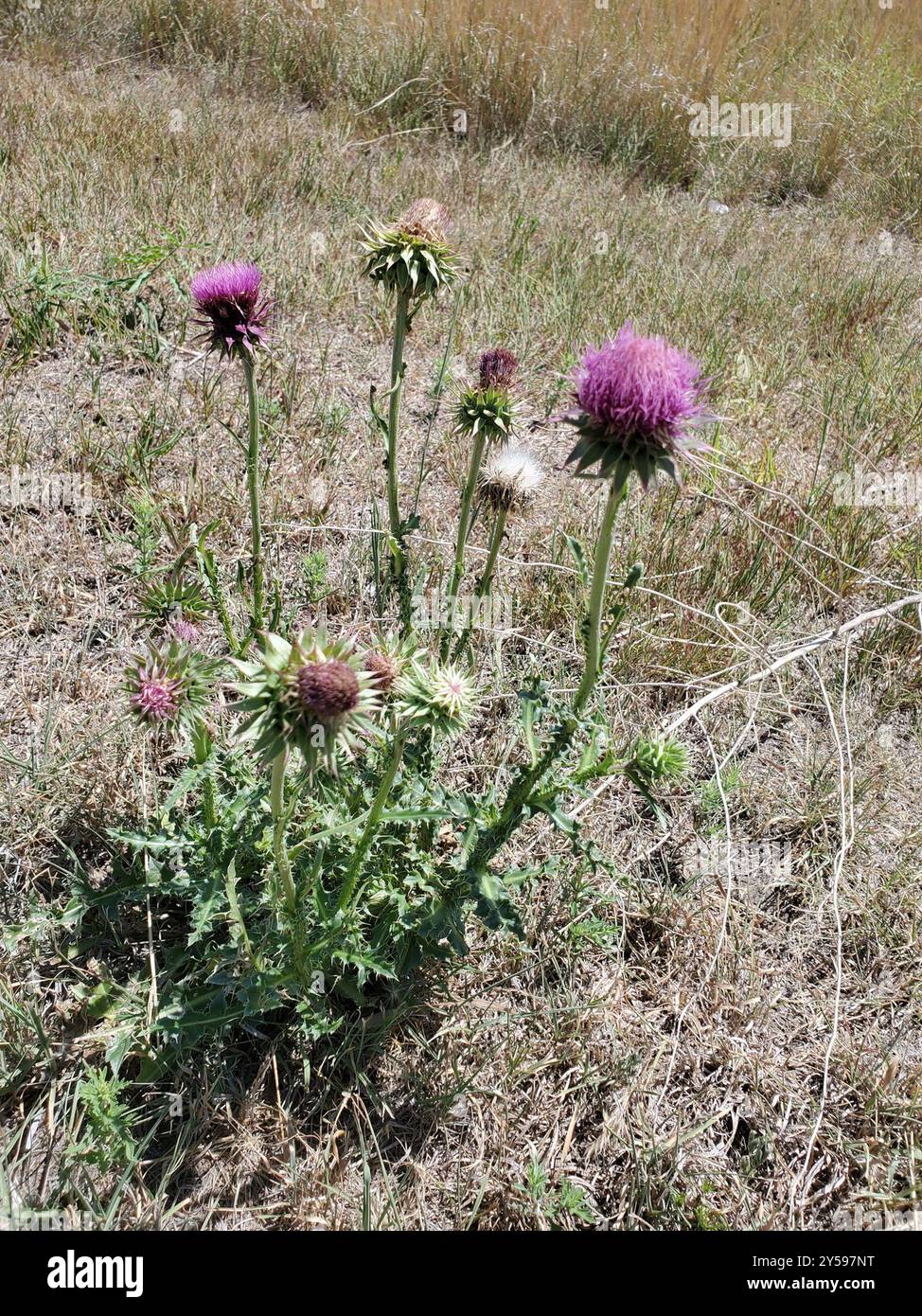 musk thistle (Carduus nutans) Plantae Stock Photo - Alamy
