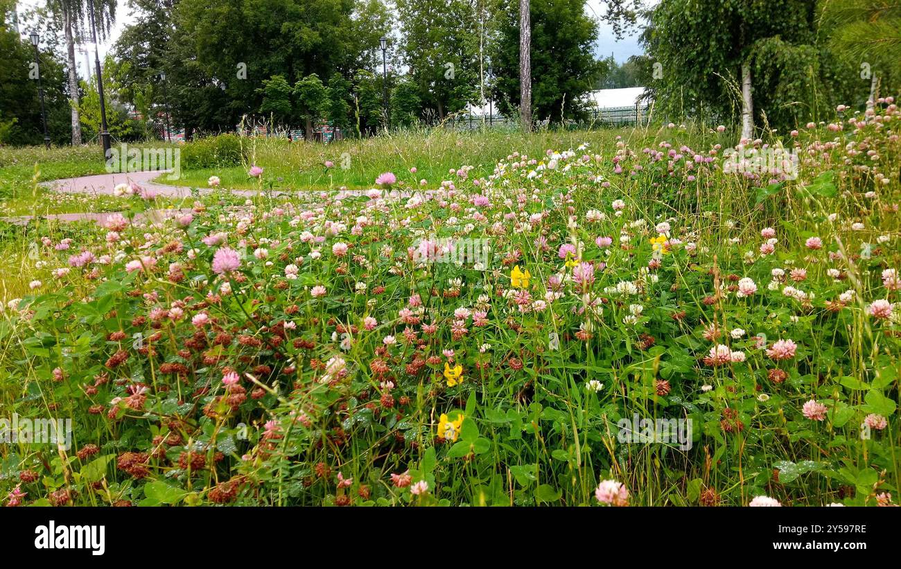 meadow pea (Lathyrus pratensis) Plantae Stock Photo - Alamy