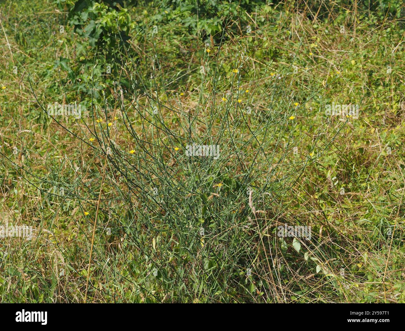 Rush Skeletonweed (Chondrilla juncea) Plantae Stock Photo - Alamy