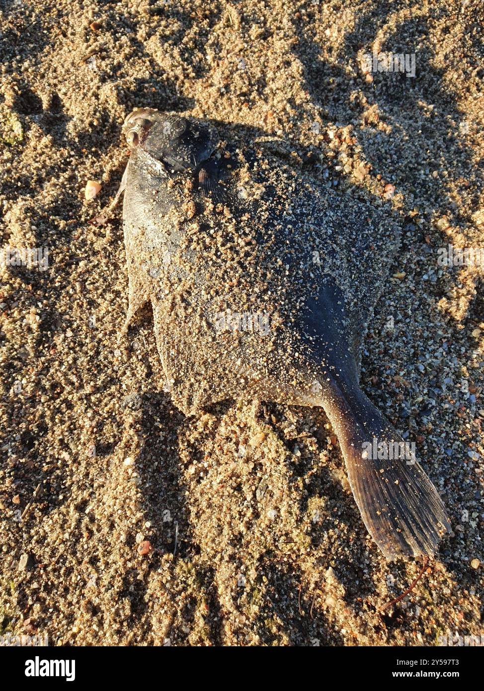 European Flounder (Platichthys flesus) Actinopterygii Stock Photo - Alamy