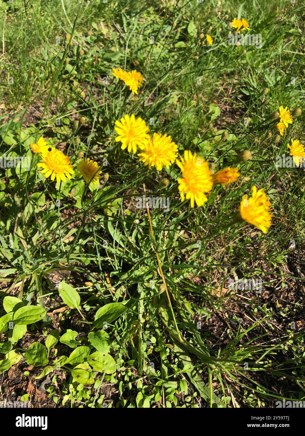 Autumn Hawkbit (Scorzoneroides autumnalis) Plantae Stock Photo - Alamy