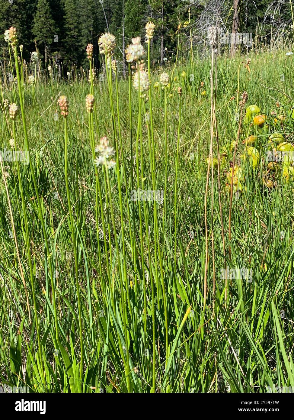 western false asphodel (Triantha occidentalis) Plantae Stock Photo - Alamy