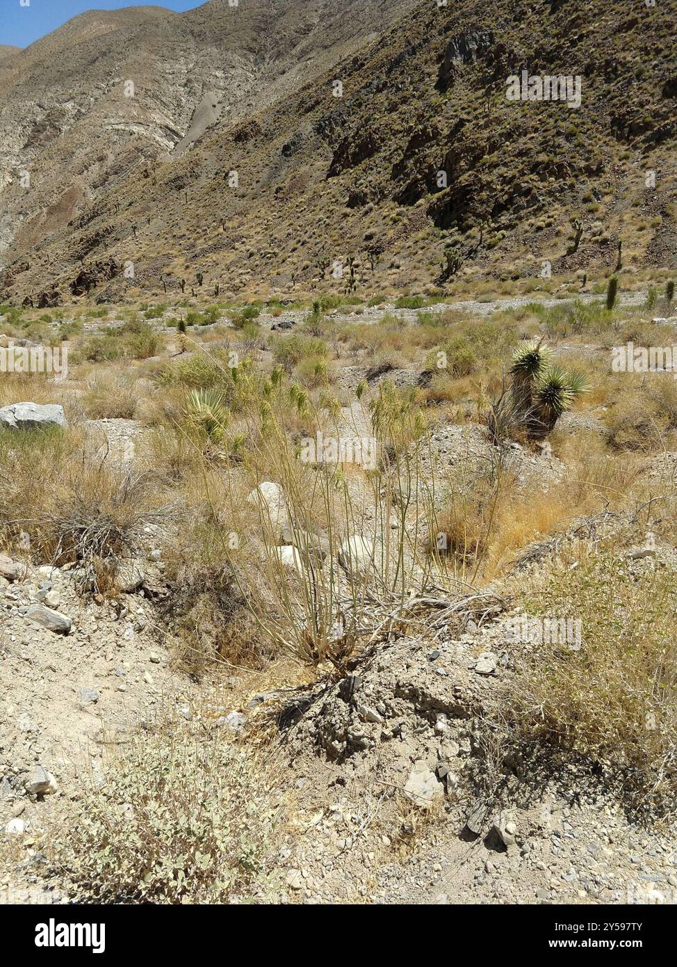 Panamint Prince's Plume (Stanleya elata) Plantae Stock Photo - Alamy