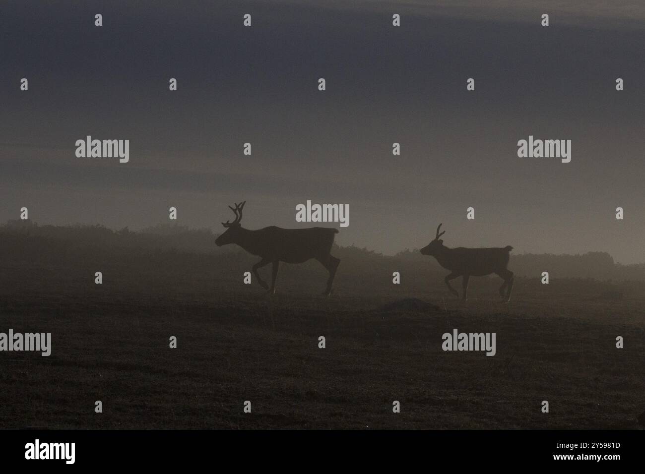 Two reindeer, cropped in side view, walk across the tundra in the misty ...