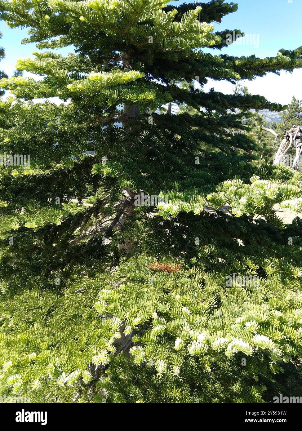 red fir (Abies magnifica) Plantae Stock Photo - Alamy