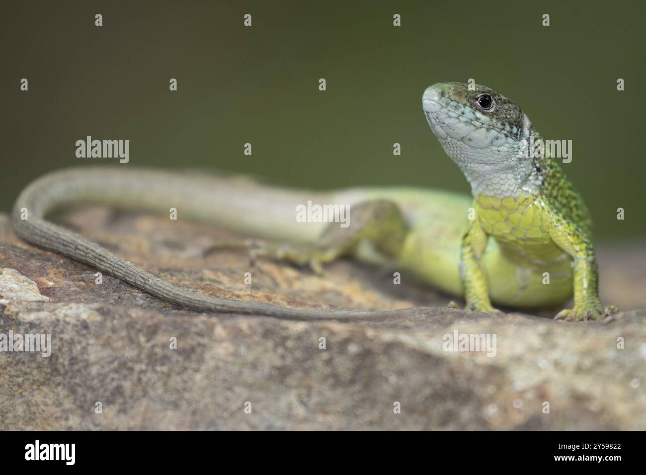 A female emerald lizard sunbathing on a sten Stock Photo - Alamy