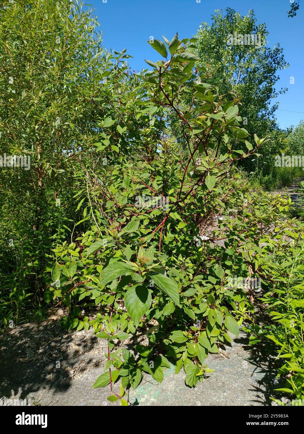red osier dogwood (Cornus sericea) Plantae Stock Photo - Alamy