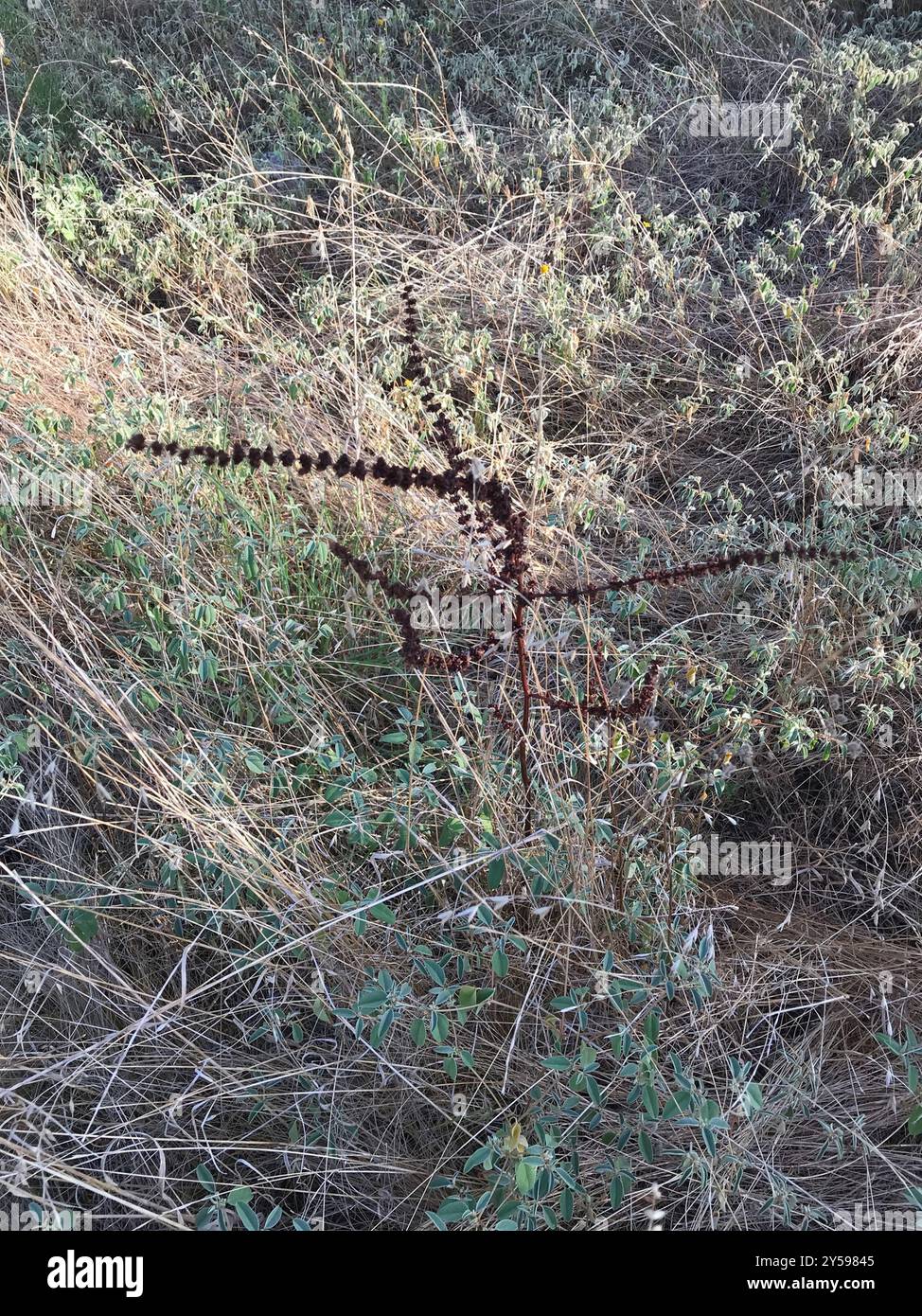 fiddle dock (Rumex pulcher) Plantae Stock Photo - Alamy