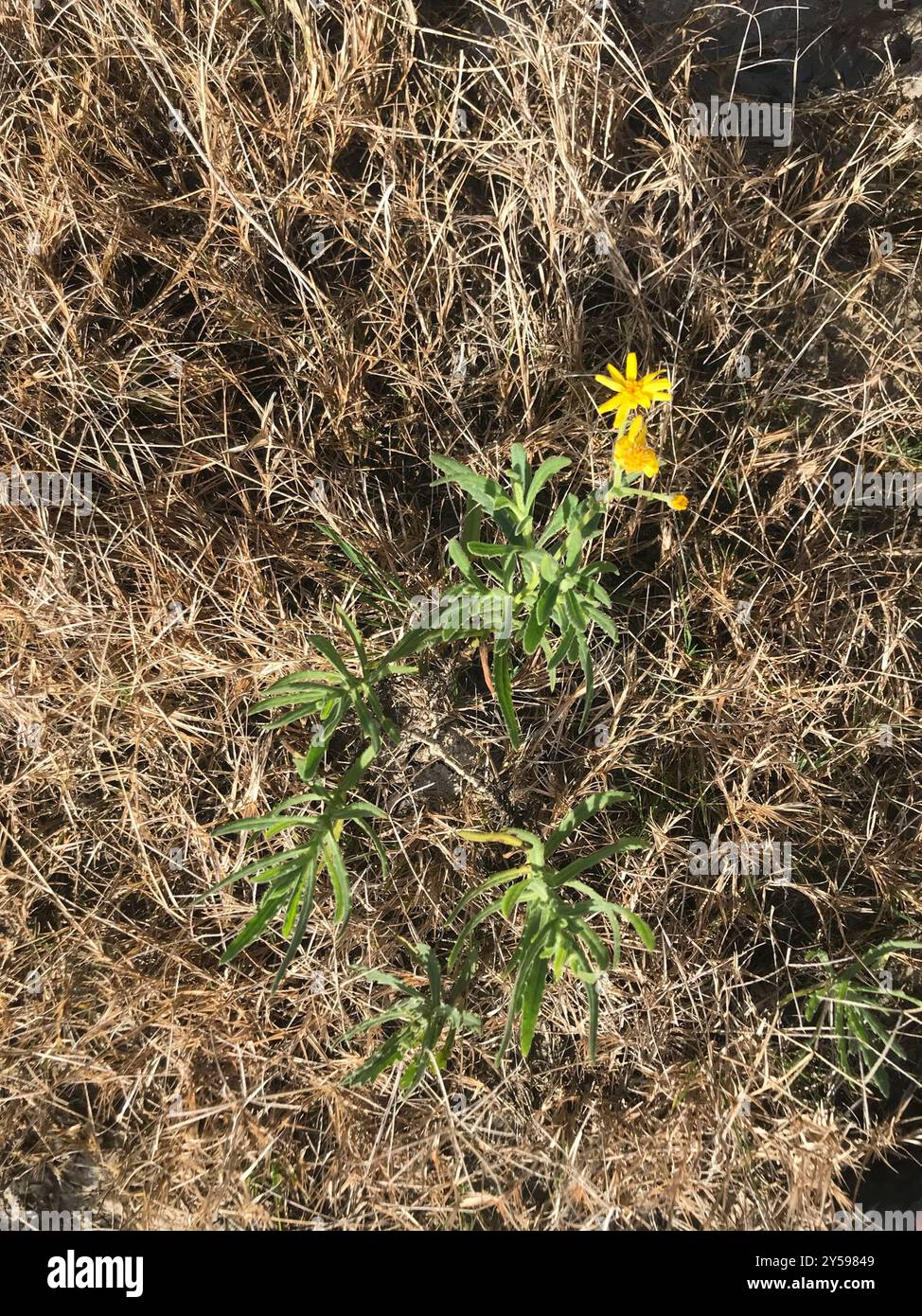 Madagascar Ragwort (Senecio madagascariensis) Plantae Stock Photo - Alamy