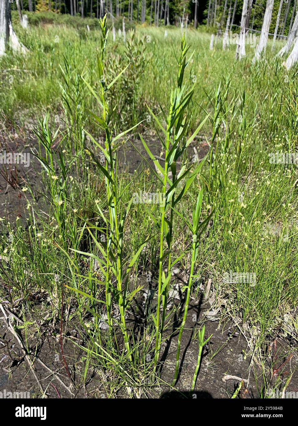 Three-way Sedge (Dulichium arundinaceum) Plantae Stock Photo - Alamy