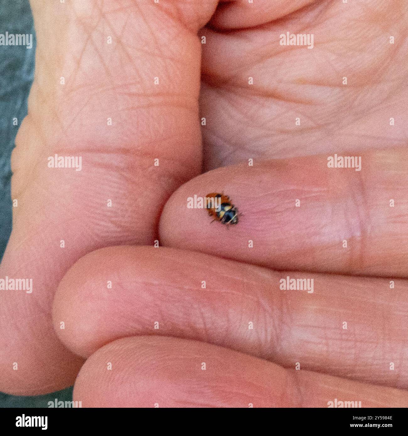 Oregon Lady Beetle (Hippodamia oregonensis) Insecta Stock Photo - Alamy