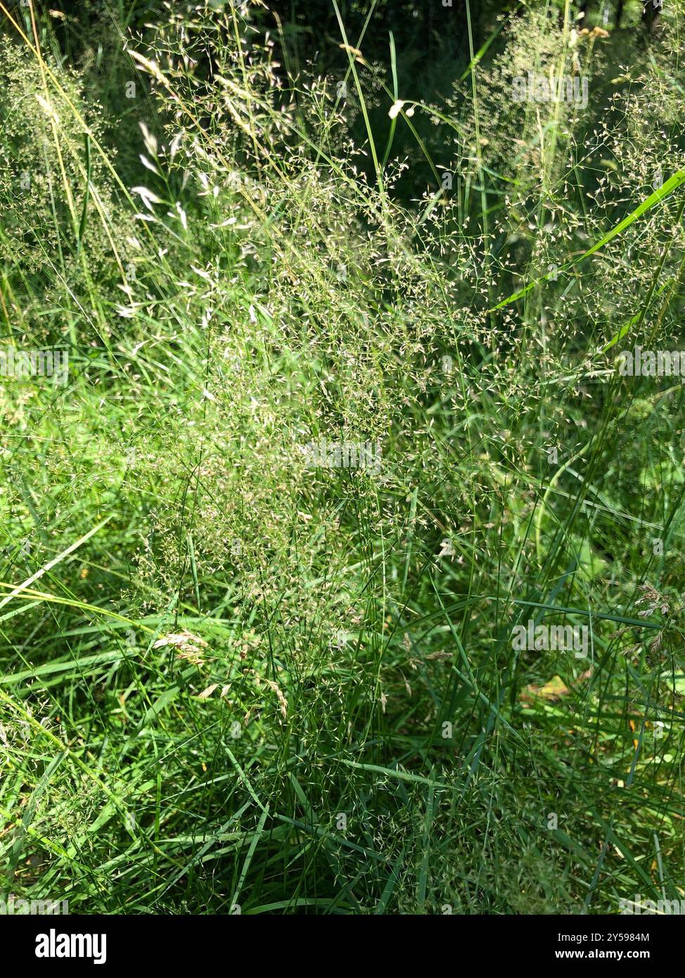 colonial bent (Agrostis capillaris) Plantae Stock Photo - Alamy