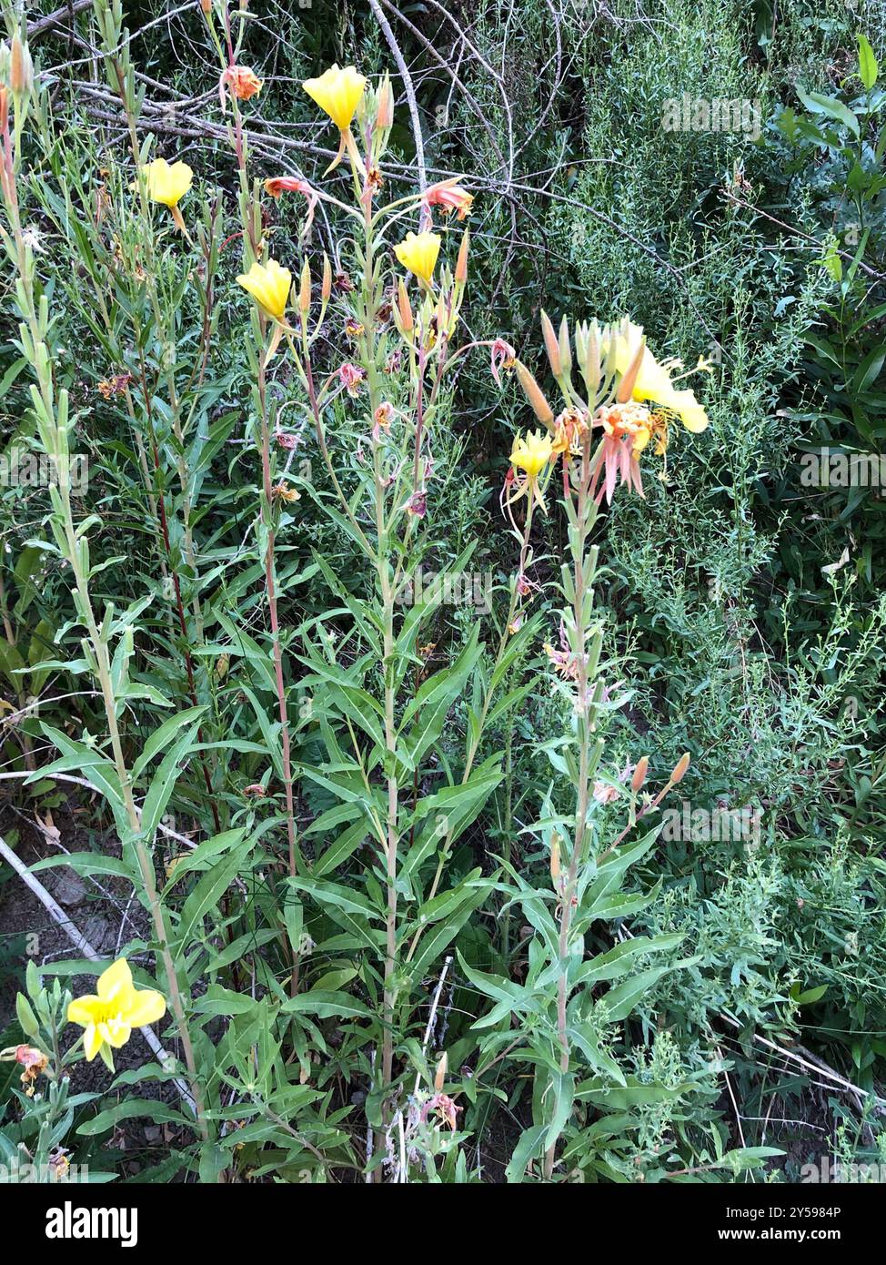 tall evening primrose (Oenothera elata) Plantae Stock Photo - Alamy