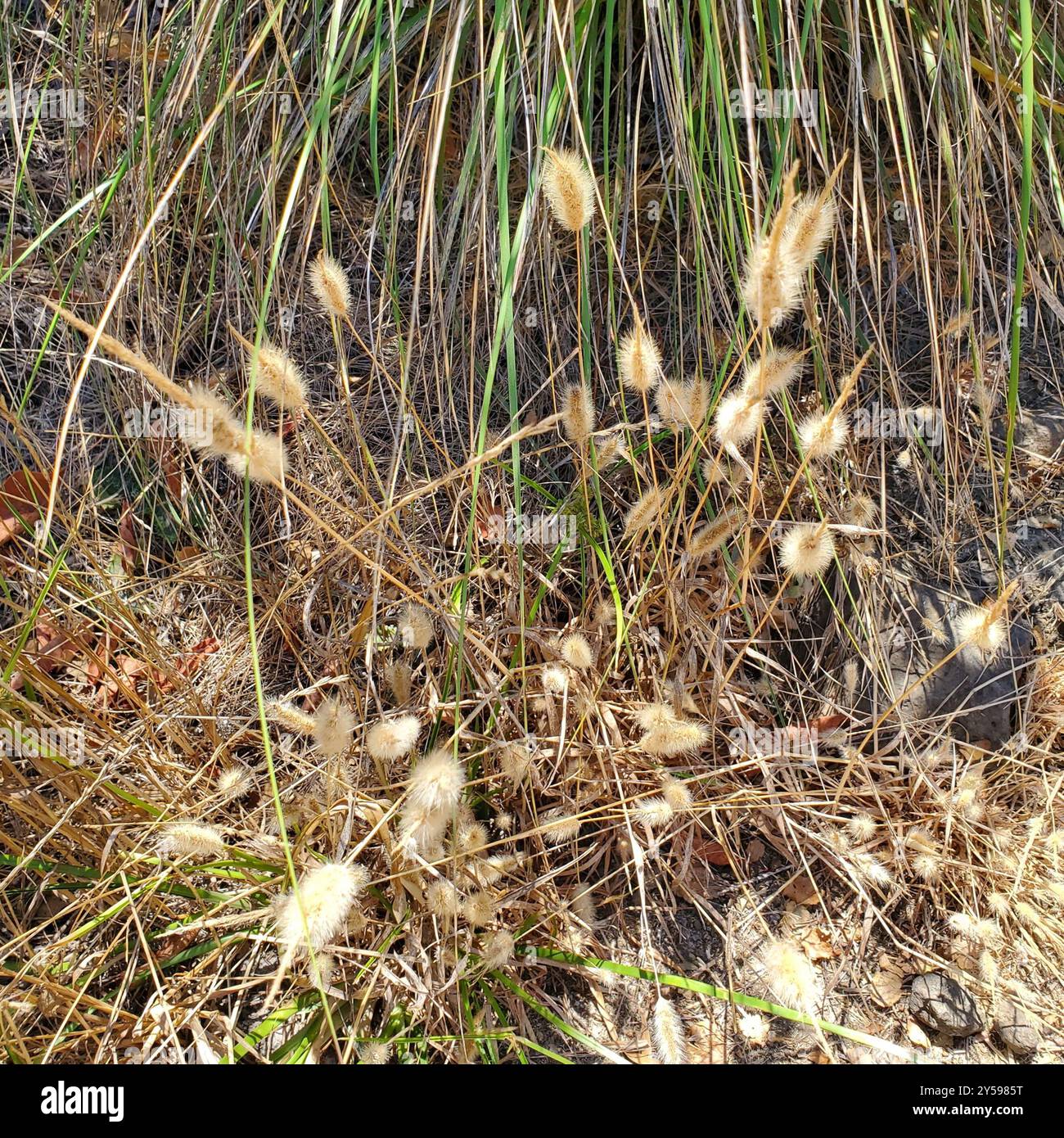 grasses (Poaceae) Plantae Stock Photo - Alamy