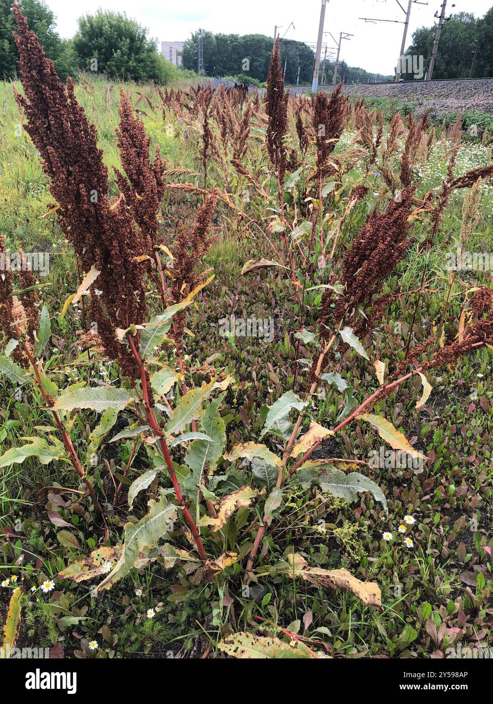 Patience Dock (Rumex patientia) Plantae Stock Photo - Alamy