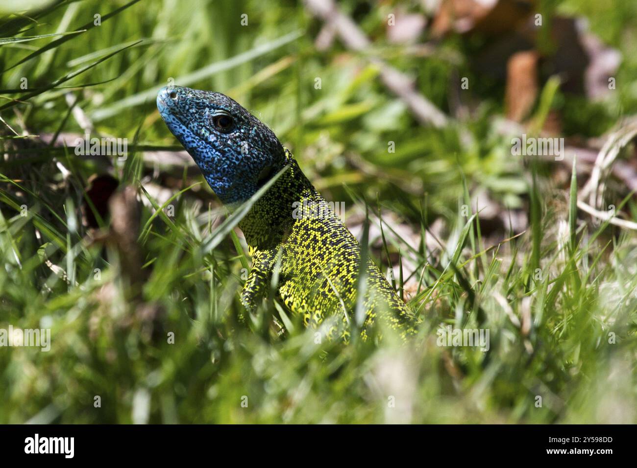 Head of a male Iberian emerald lizard, sitting in the grass Stock Photo ...
