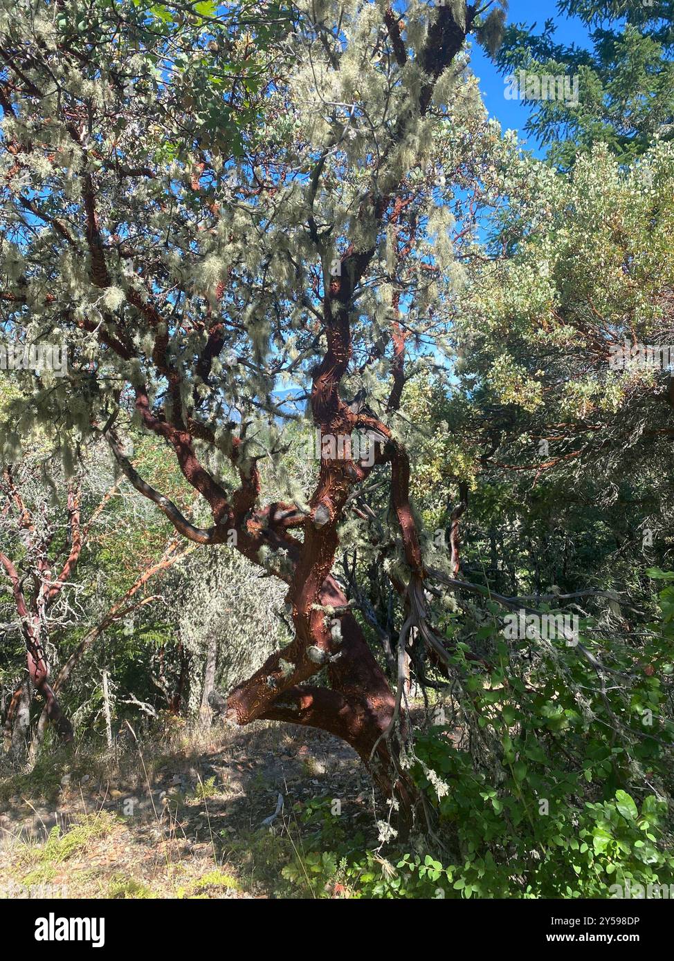 Pacific madrone (Arbutus menziesii) Plantae Stock Photo - Alamy