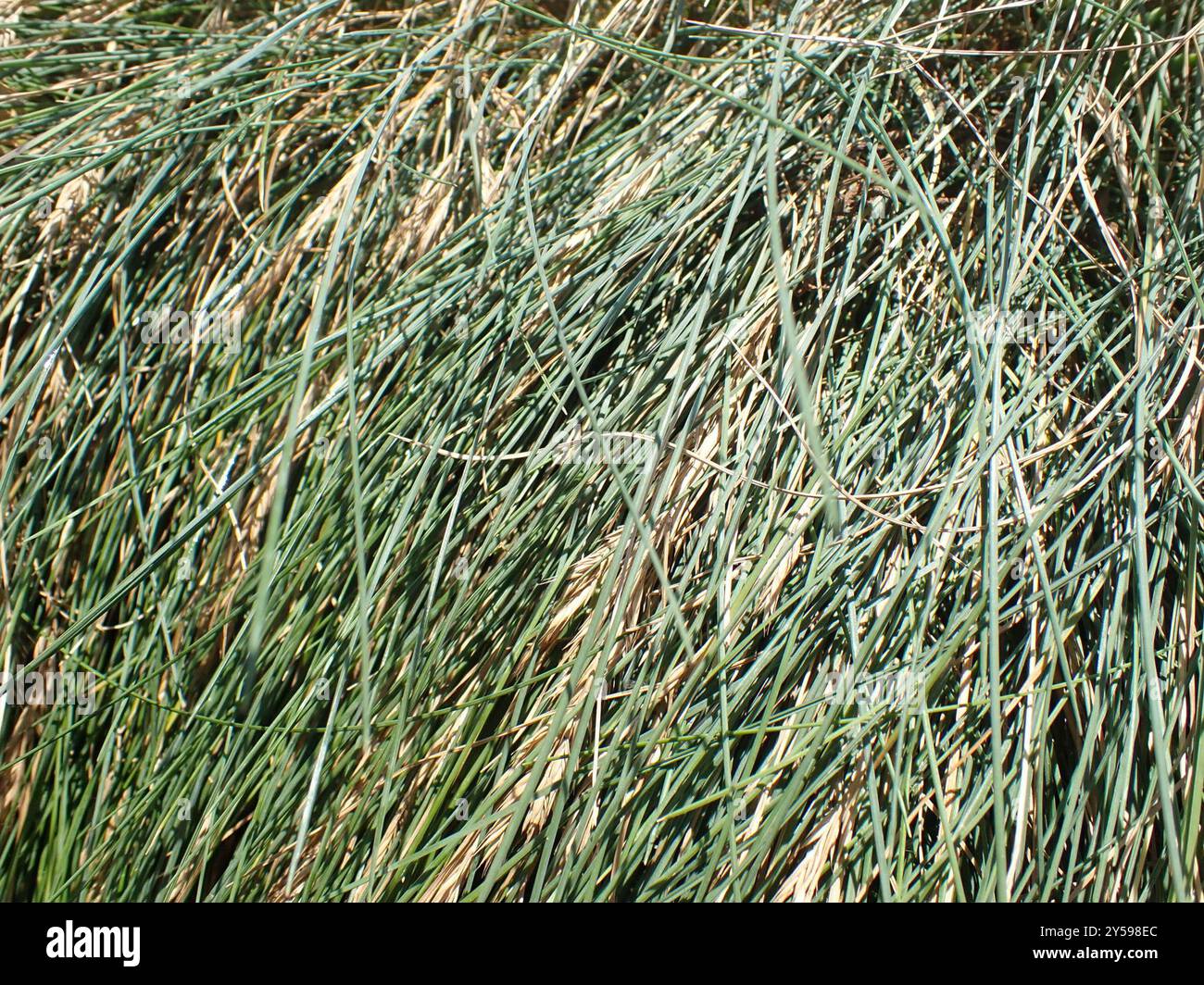 red fescue (Festuca rubra) Plantae Stock Photo - Alamy