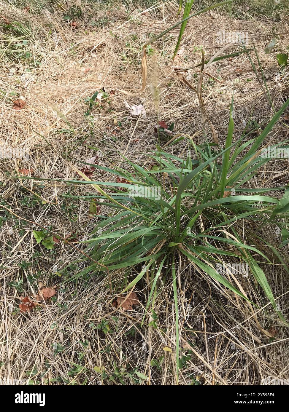 Southwestern Bristlegrass (Setaria scheelei) Plantae Stock Photo - Alamy